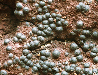 Rosellinia - Alchetron, The Free Social Encyclopedia