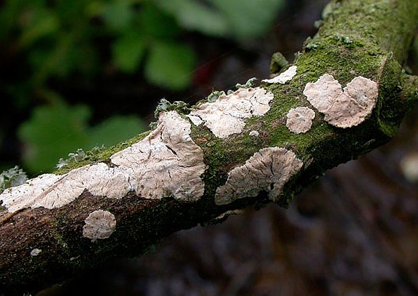 JHP-05.030-CorticiumRose02