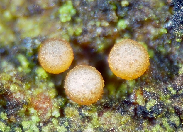 NectriaOrTubeufia-JHP-07.042