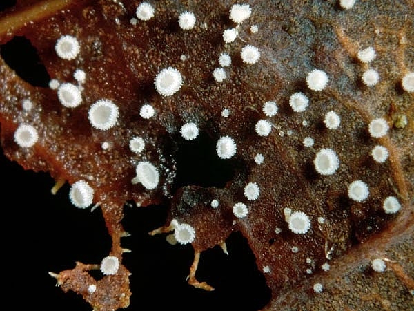 JHP-05.040-LachnumRhyt03