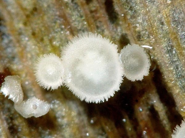 JHP-05.040-LachnumRhyt03