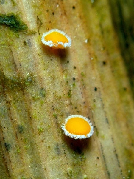 JHP-05.048-LachnumSp04