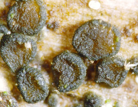 ClaussenomyAtro2-JHP-06