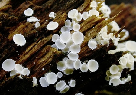 Lachnum - Alchetron, The Free Social Encyclopedia